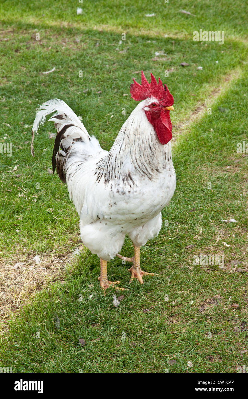 Light Sussex chicken, cockerel, Birdworld, Farnham, Surrey, England ...