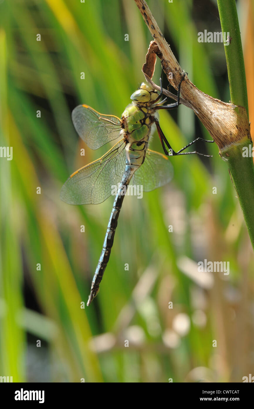 Anax emperor dragonfly hi-res stock photography and images - Alamy