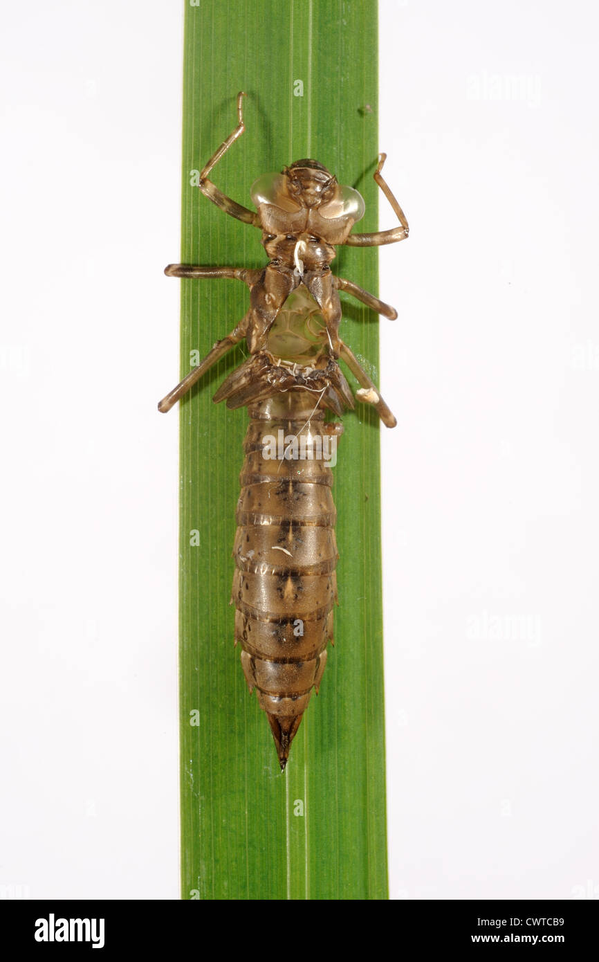 Hatching dragonfly hi-res stock photography and images - Alamy