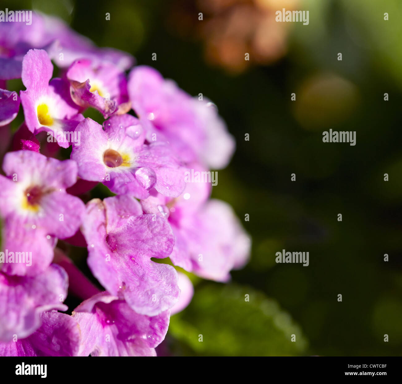 Faded lilac hi-res stock photography and images - Alamy