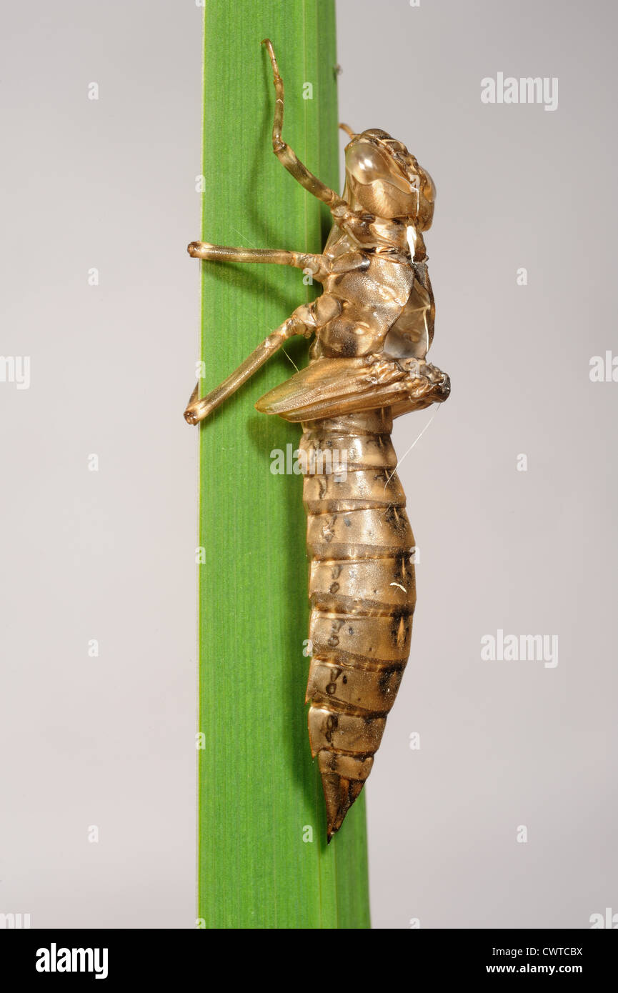 Emperor dragonfly Anax imperator exuvia on an iris leaf shortly after ...