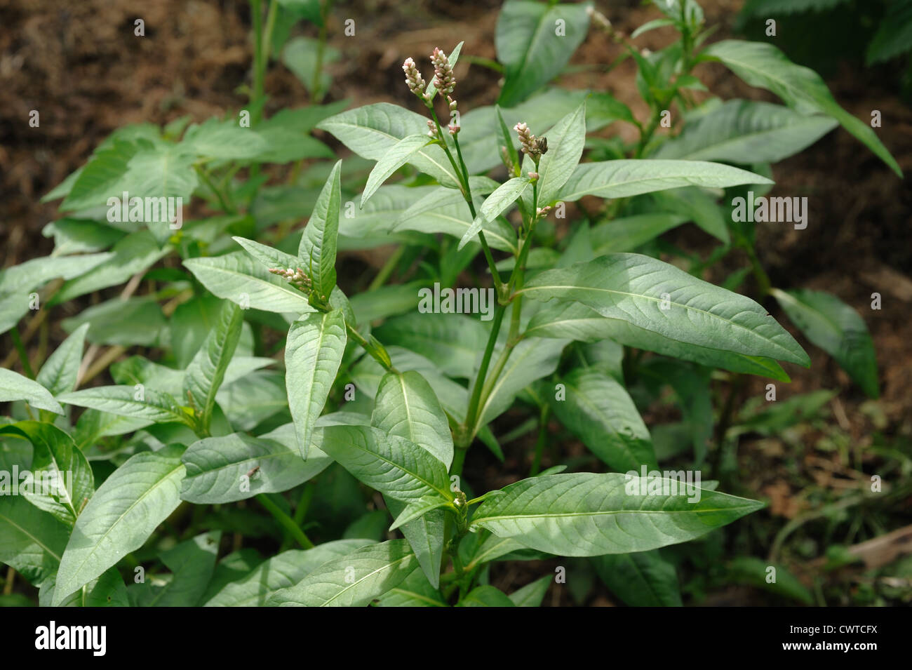 Redshank (Polygonum persicaria) flowers & leaves of a flowering plant ...