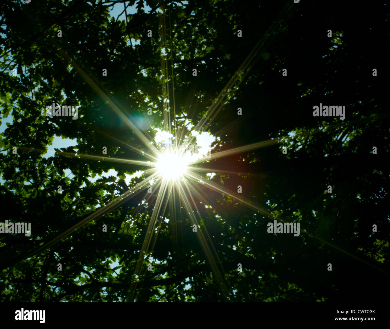 Sun is brightly shining through the forest Stock Photo - Alamy