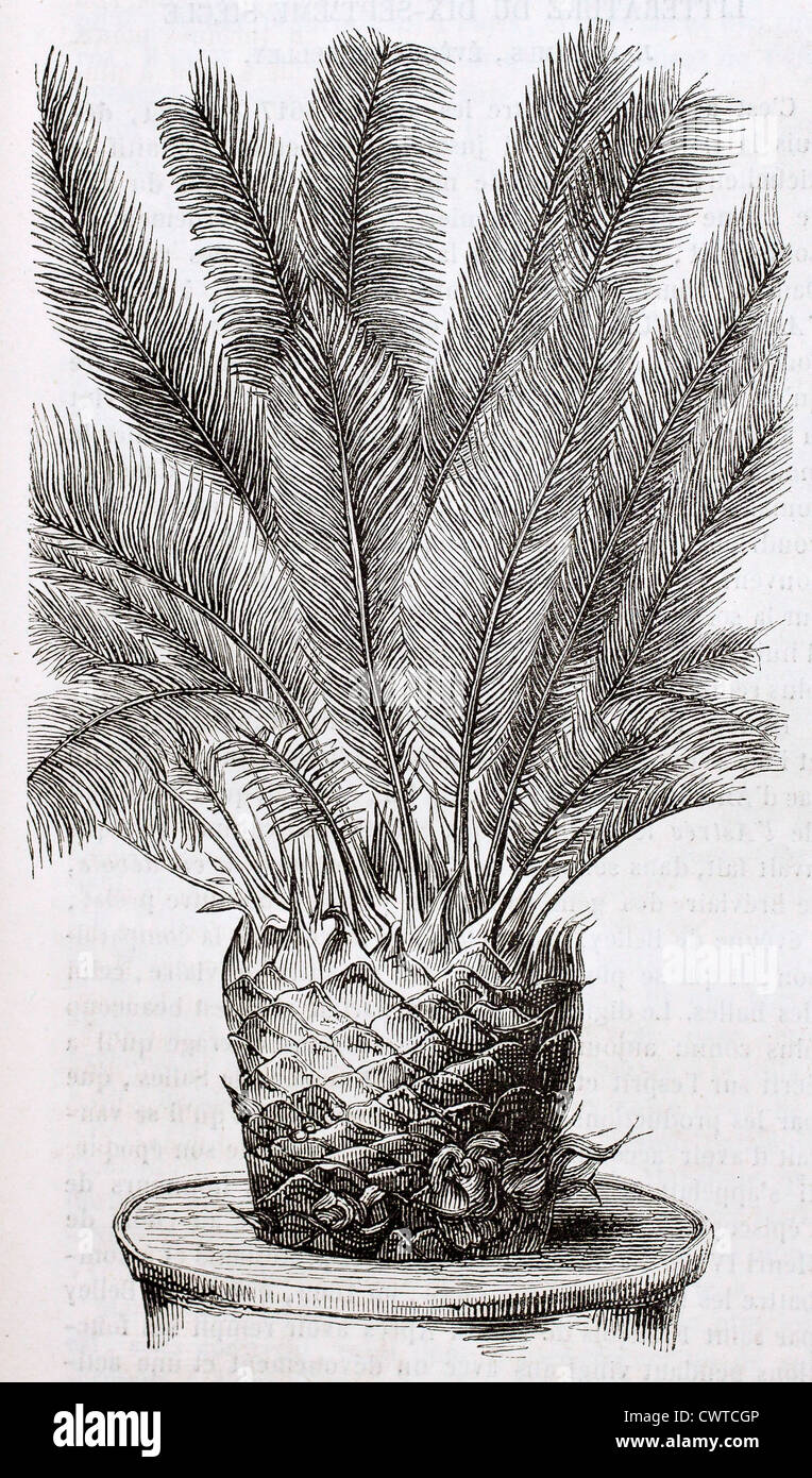 Cycas revoluta botanical vintage hi-res stock photography and images ...