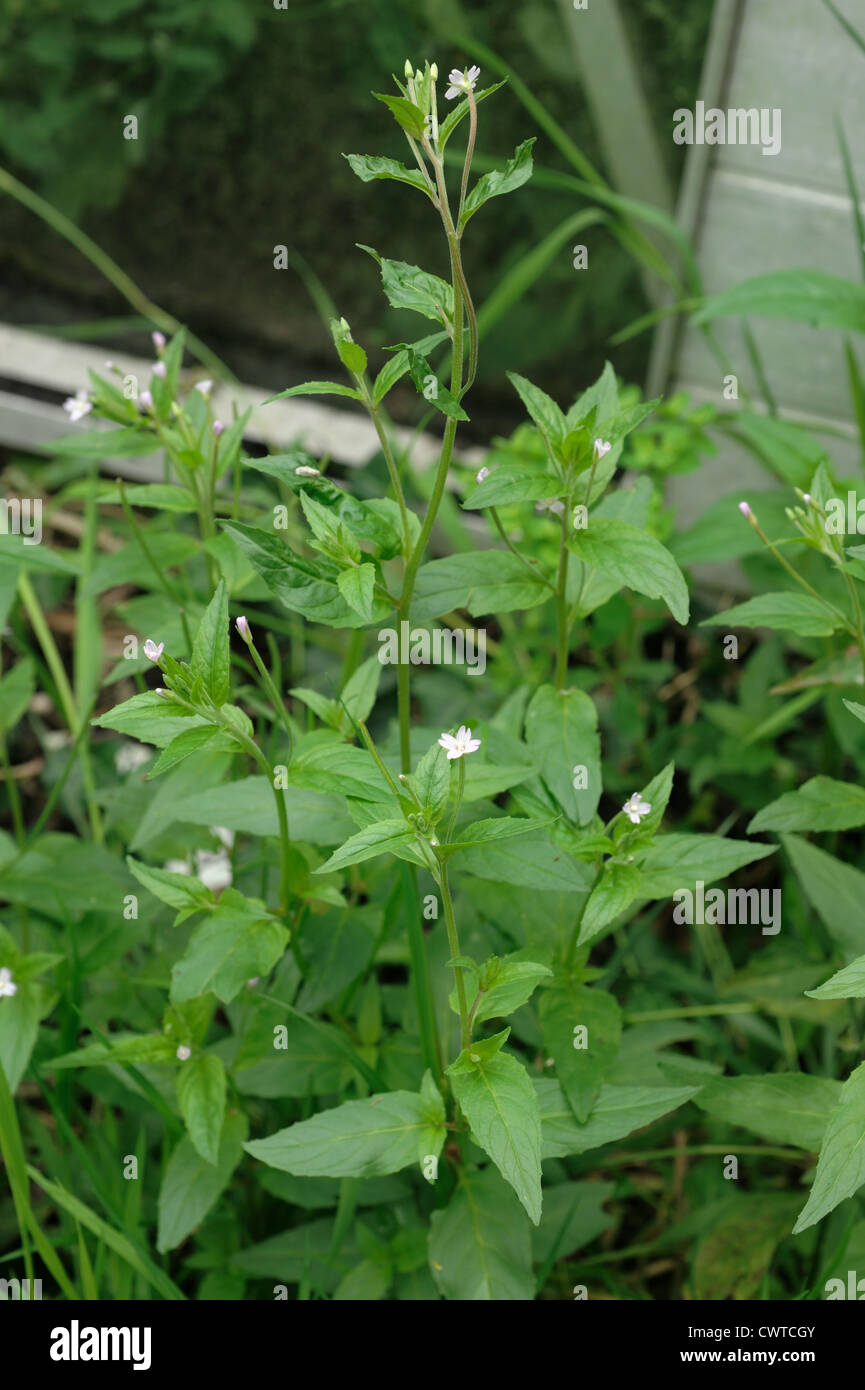 Willowherb hi-res stock photography and images - Alamy