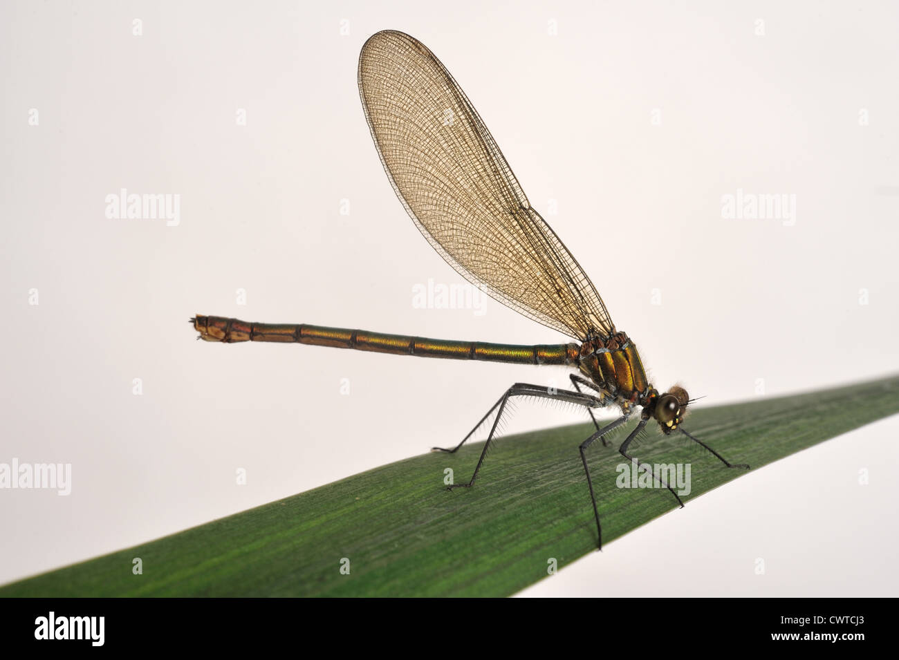 Beautiful demoiselle (Calopteryx virgo) female dragonfly on a leaf ...
