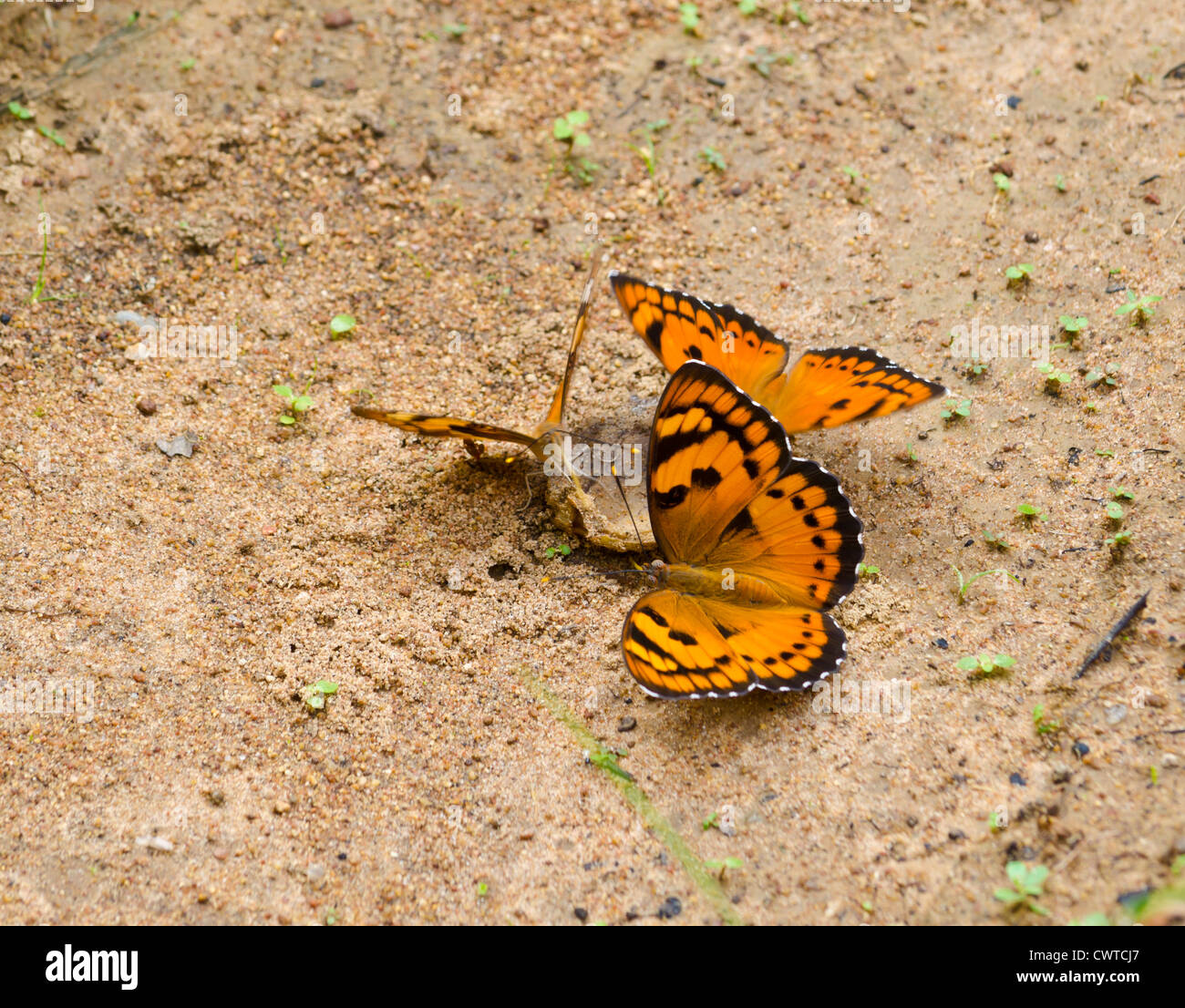 Euthalia High Resolution Stock Photography and Images - Alamy