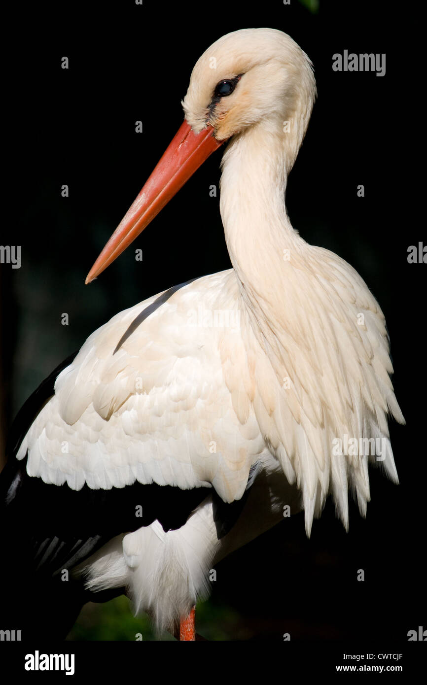 portrait of a white stork Stock Photo - Alamy