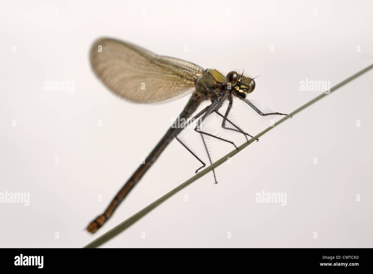 Agriidae hi-res stock photography and images - Alamy