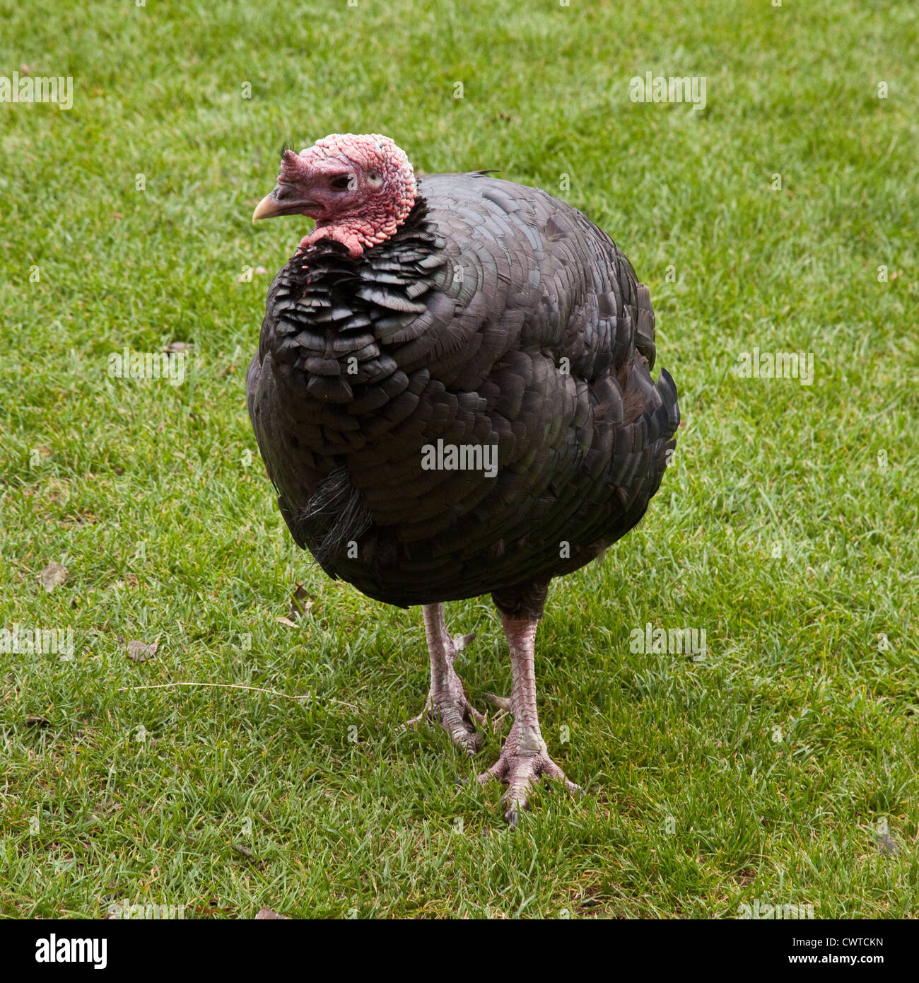 Bronze Turkey Bird Stock Photos & Bronze Turkey Bird Stock Images - Alamy