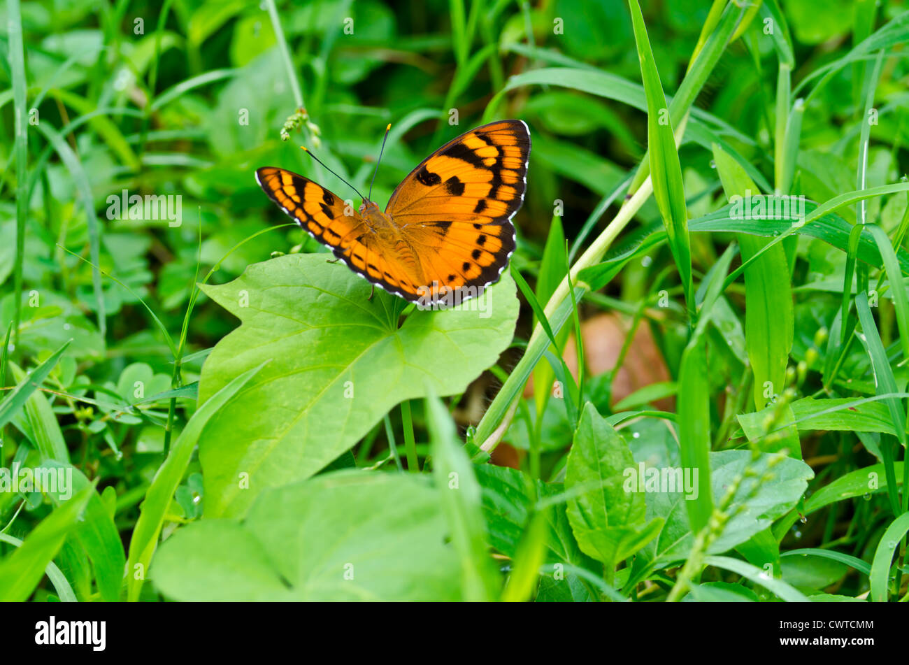Euthalia High Resolution Stock Photography and Images - Alamy