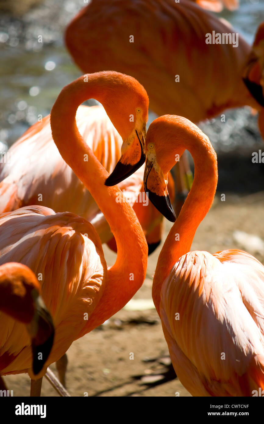 Flamingo love heart hi-res stock photography and images - Alamy