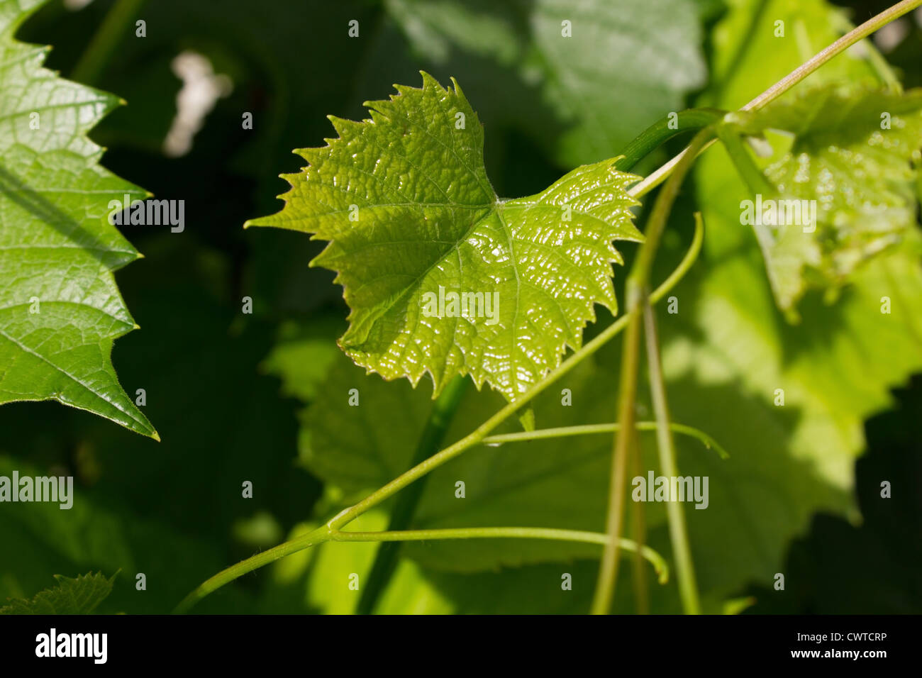 Shadow vine hi-res stock photography and images - Alamy
