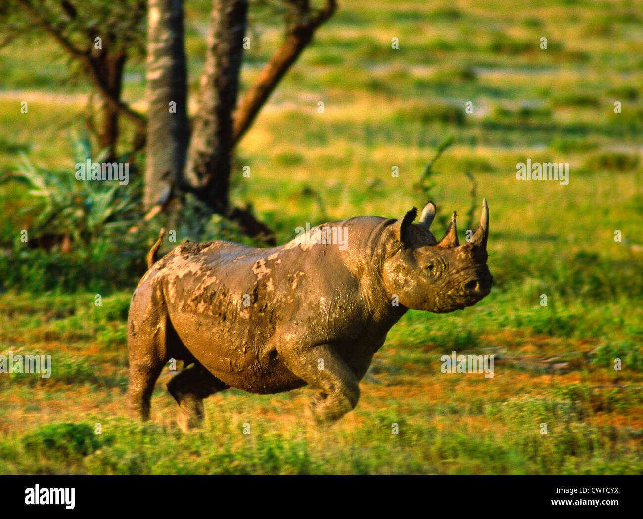 Black rhinoceros running hi-res stock photography and images - Alamy