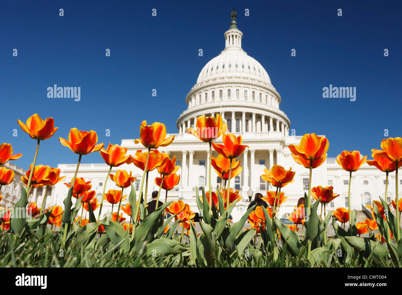 United states capital with flowers hi-res stock photography and images ...