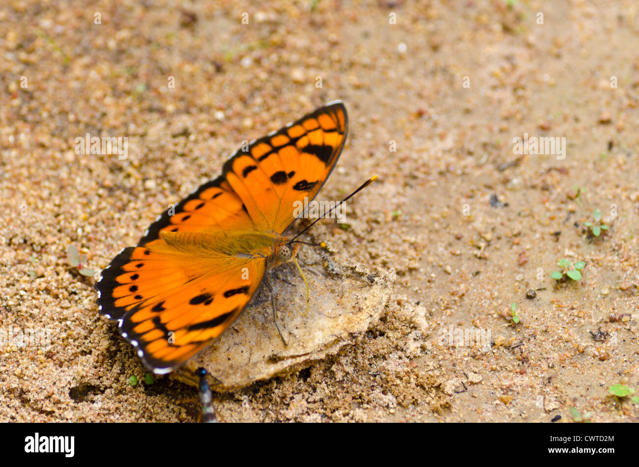 Euthalia High Resolution Stock Photography and Images - Alamy