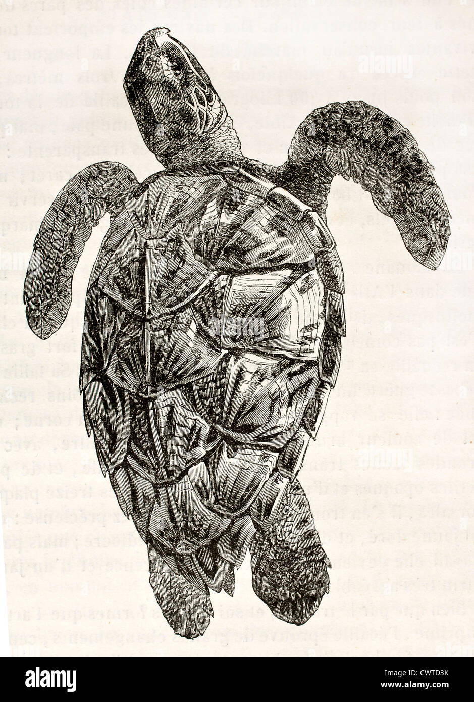 Loggerhead sea turtle Stock Photo - Alamy