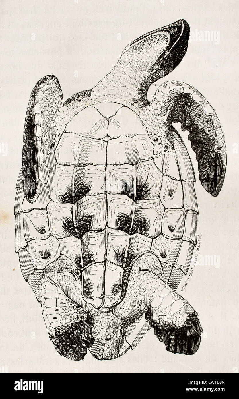 Loggerhead Sea Turtle Drawing