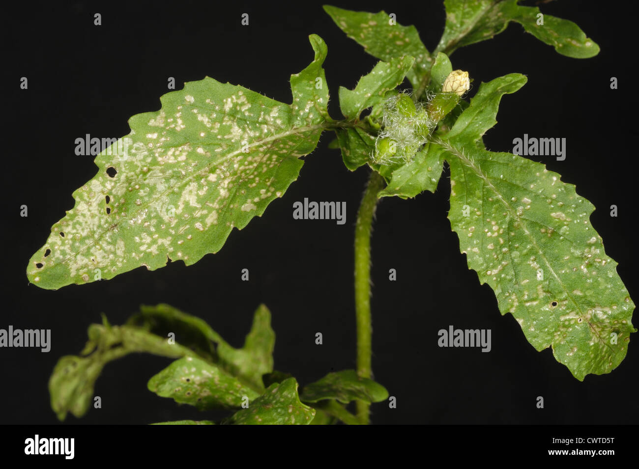Thrips angusticeps hi-res stock photography and images - Alamy