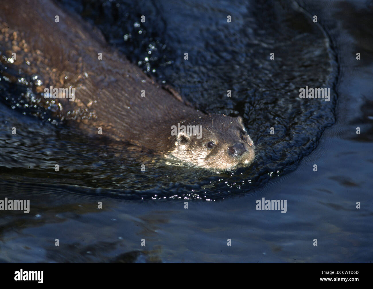 EUROPEAN OTTER SWIMS ACROSS A RIVER POOL Stock Photo - Alamy
