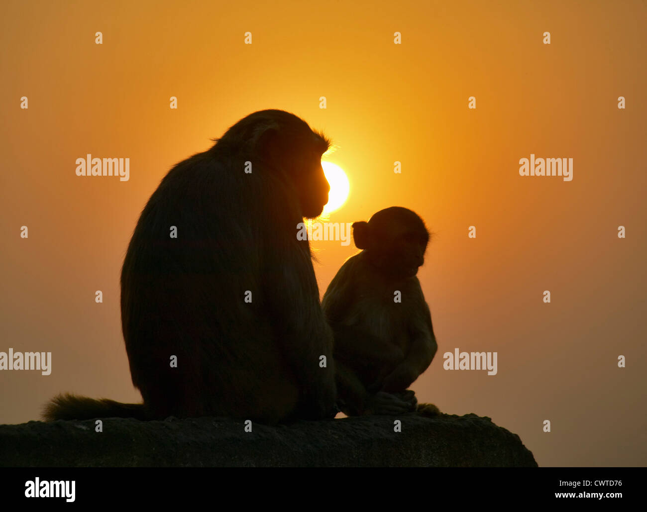 Two playful monkeys hi-res stock photography and images - Alamy