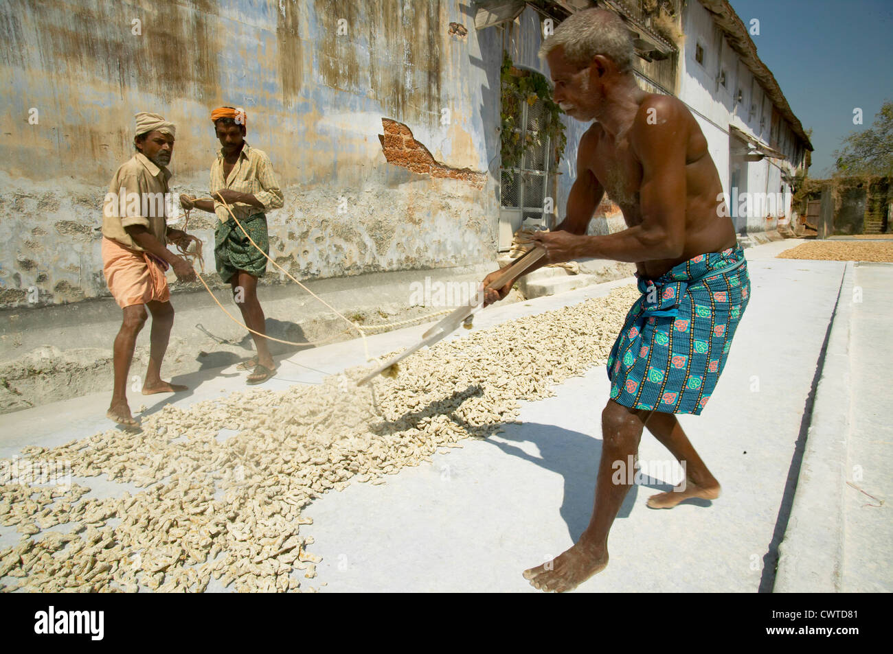 THE DRIED GINGER IS GATHERED IN ROWS READY FOR COLLECTION,GINGER ...