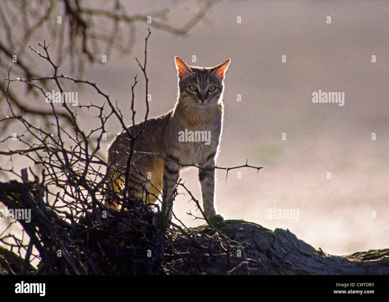 KALAHARI WILDCAT RESTS BY THORN TREE,DAWN IN THE DESERT Stock Photo - Alamy