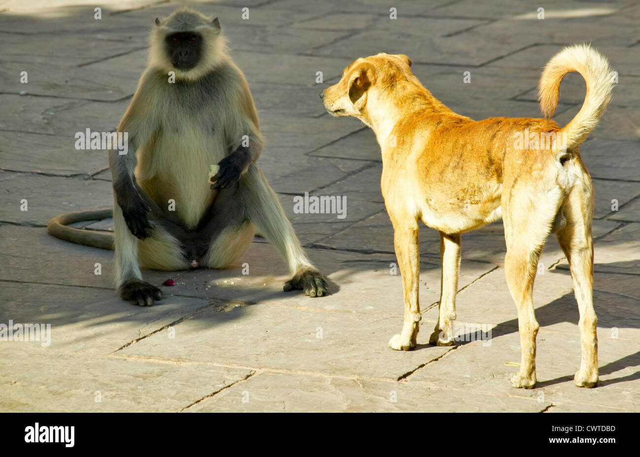 Indian raja monkey hi-res stock photography and images - Alamy