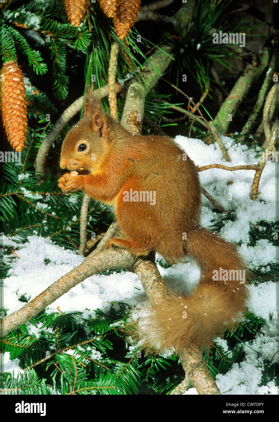 Eurasian red squirrel sciurus vulgaris sitting in the snow hi-res stock ...