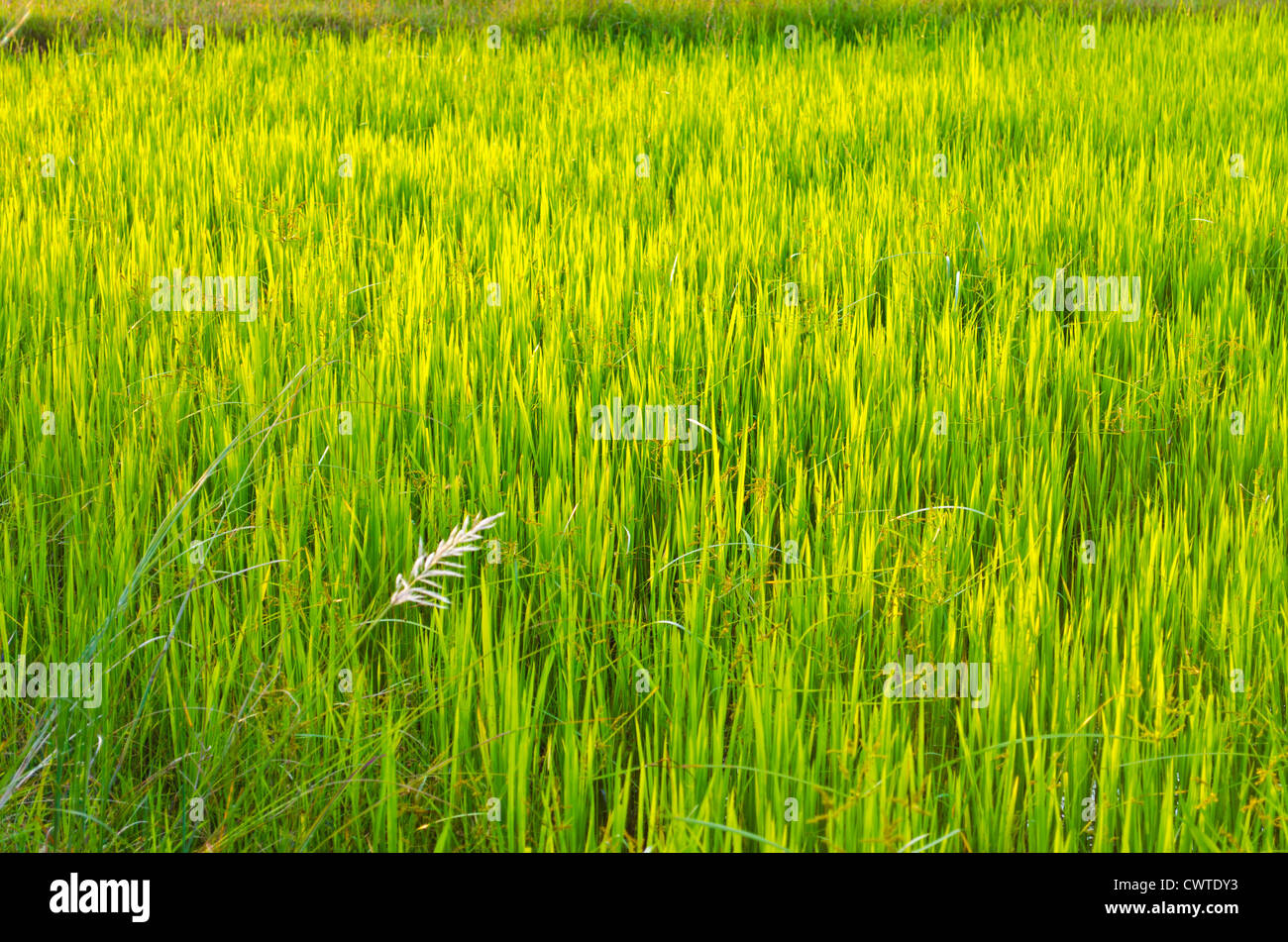 Chhattisgarh Agriculture High Resolution Stock Photography and Images ...