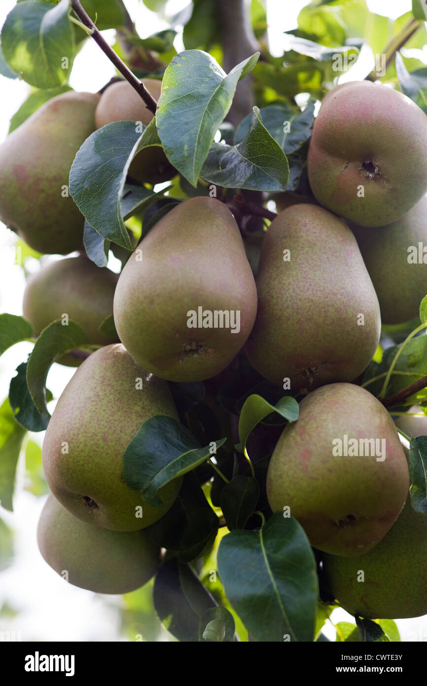 Pears trees at a hi-res stock photography and images - Alamy