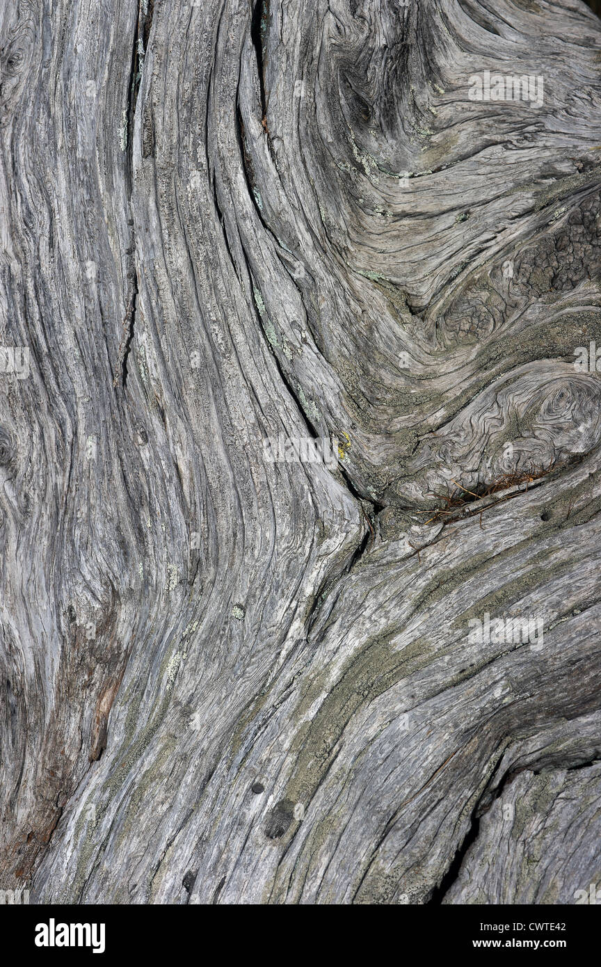 details of a larch's stump Stock Photo - Alamy