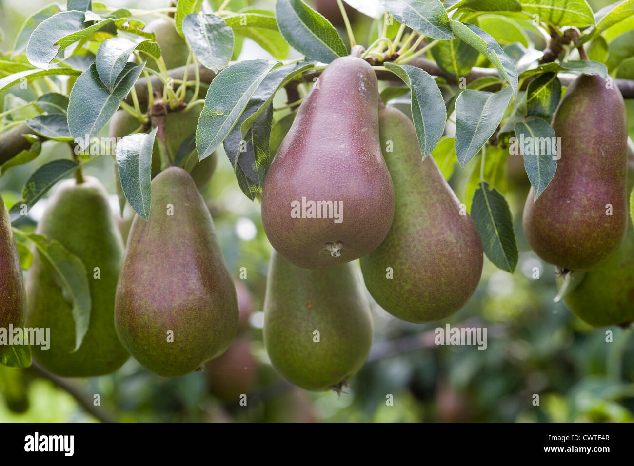 Pears trees at a hi-res stock photography and images - Alamy