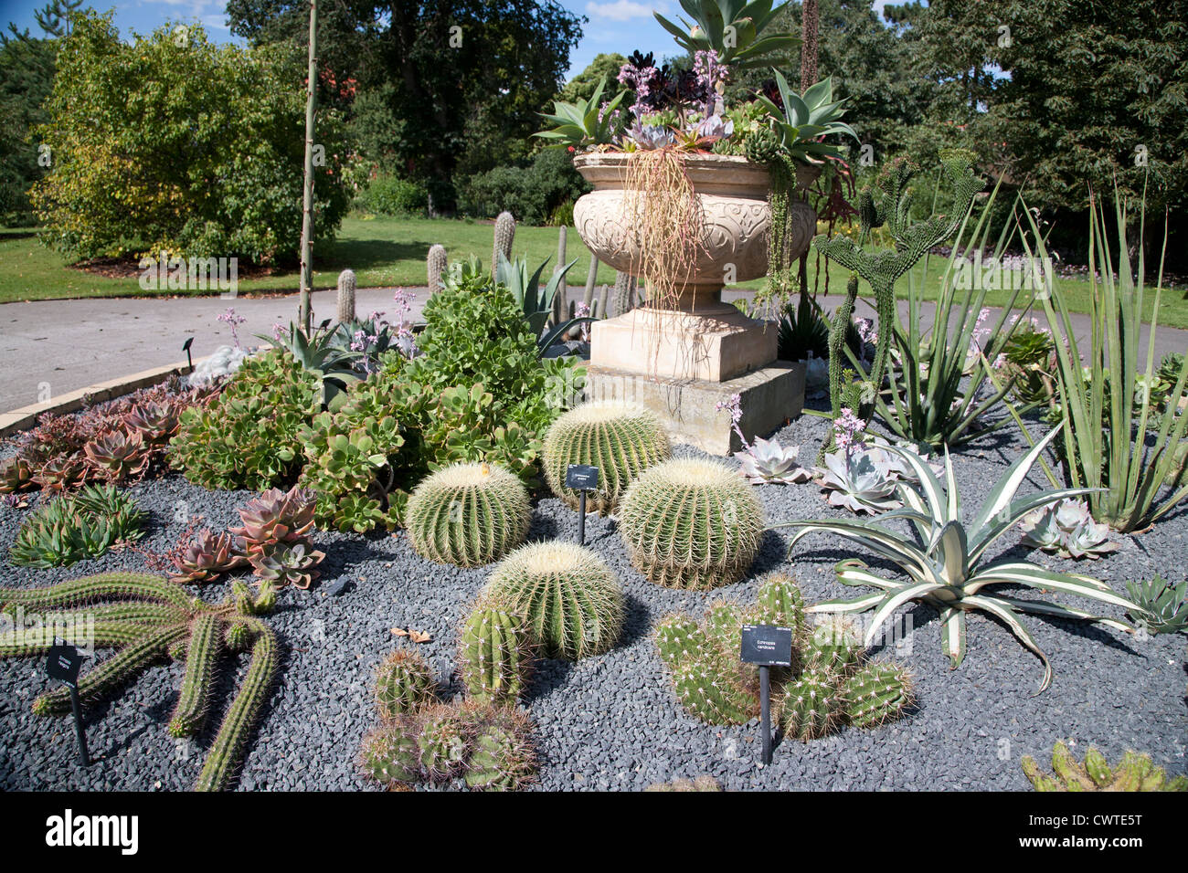 Cactus Display, Kew Royal Botanical Gardens, Richmond, Surrey, England ...