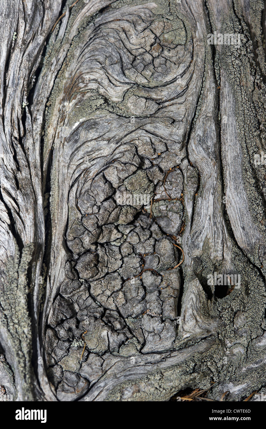 details of a larch's stump Stock Photo - Alamy
