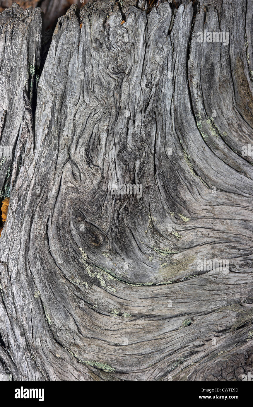 Details of a stump hi-res stock photography and images - Alamy
