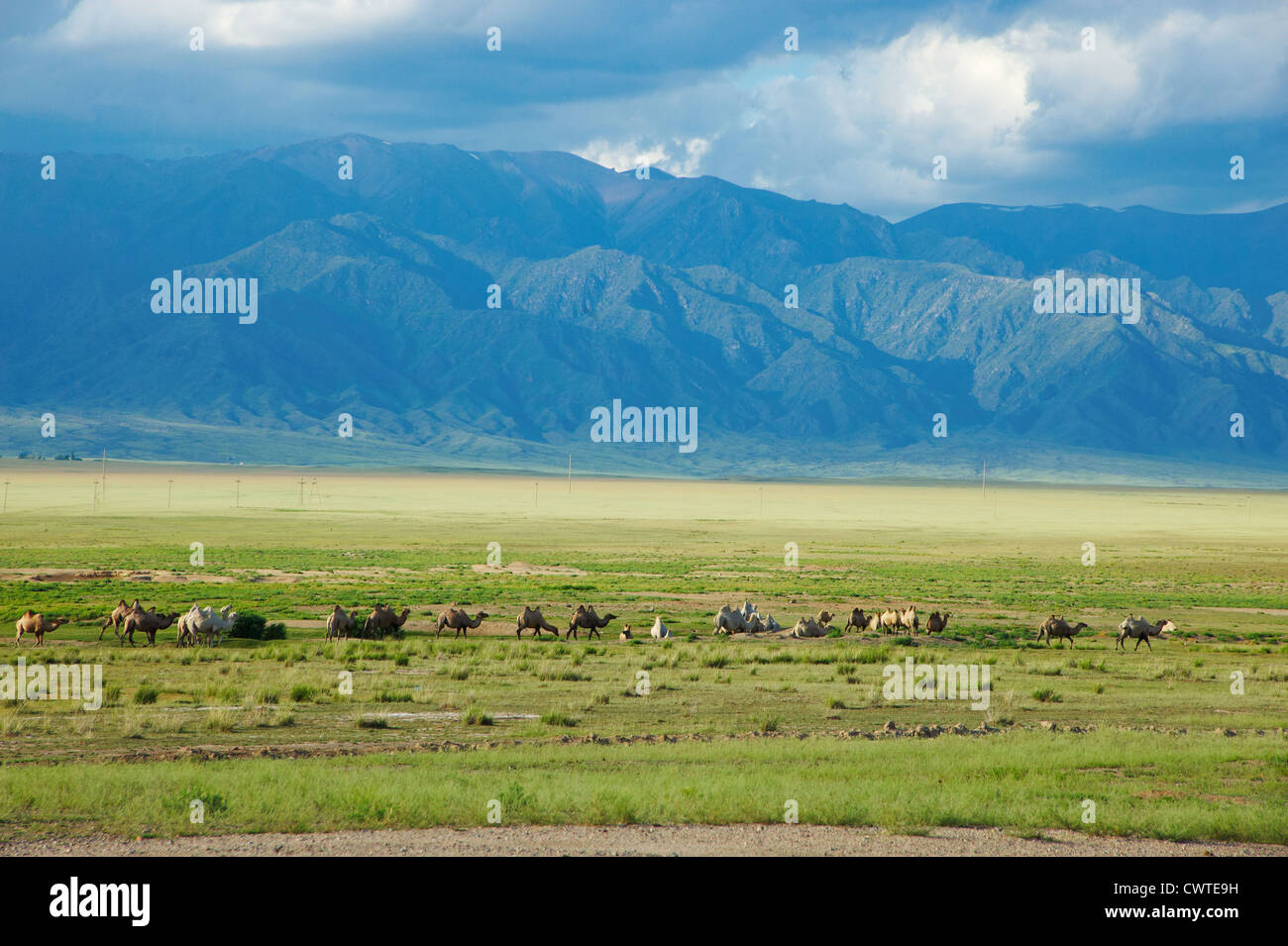 Caravan of animals hi-res stock photography and images - Alamy