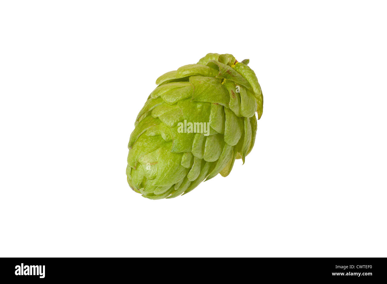 A single hops cone isolated on white background Stock Photo - Alamy