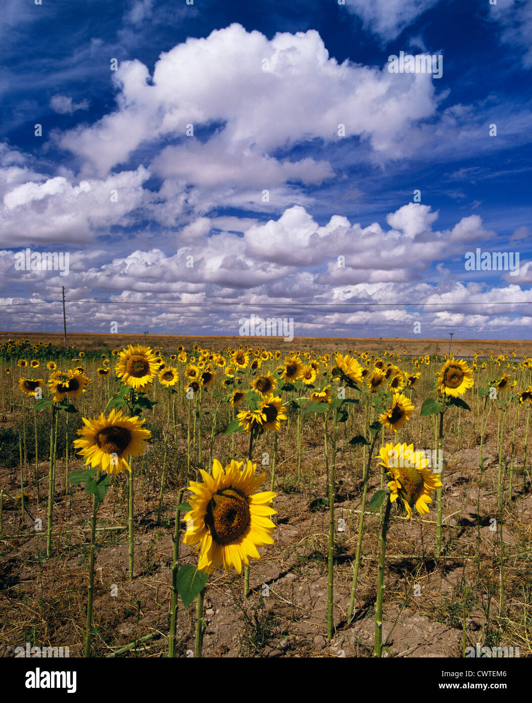 Field of sunflowers. Andalucia, Spain Stock Photo - Alamy