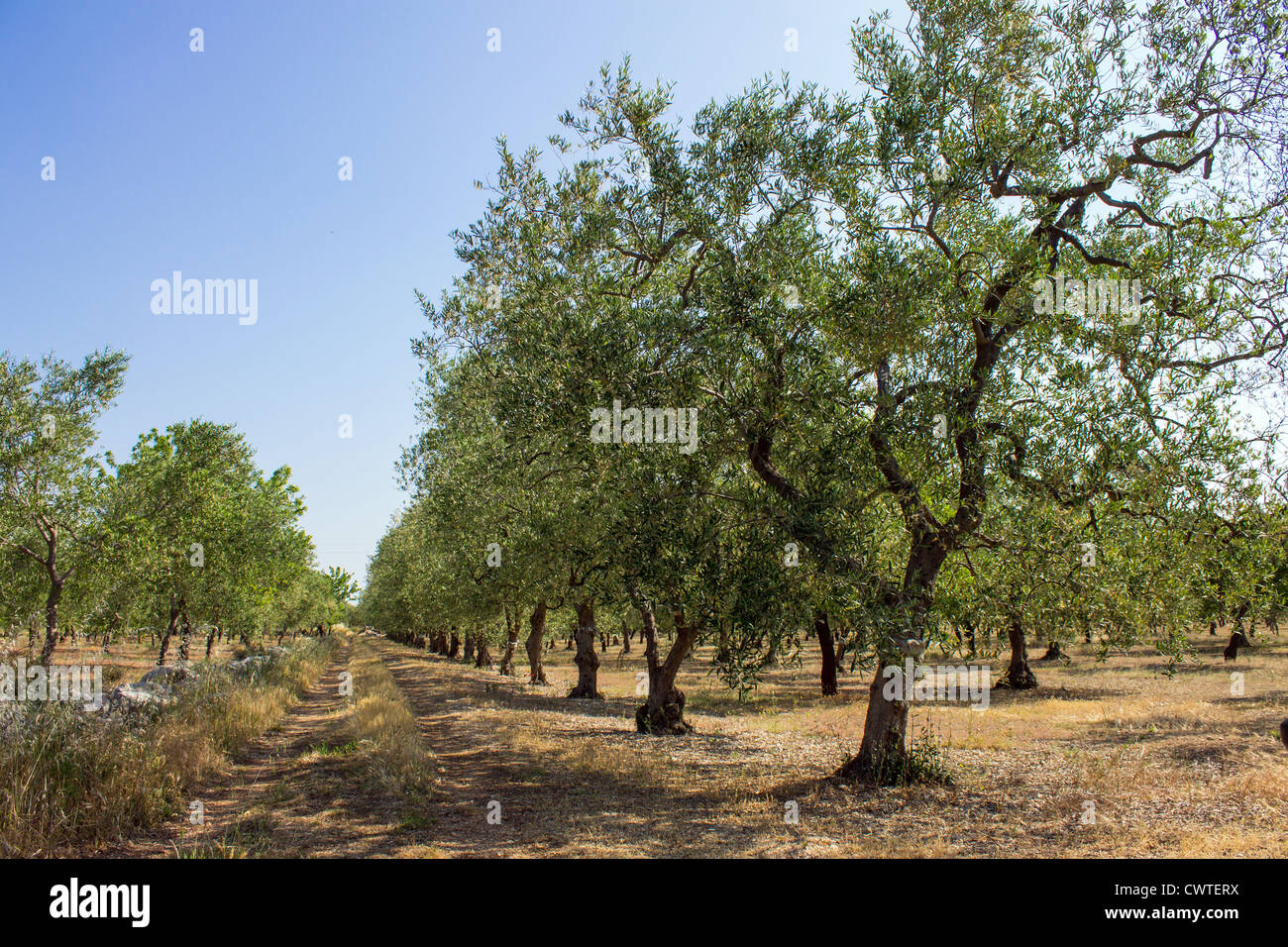 Apulian olives hi-res stock photography and images - Alamy