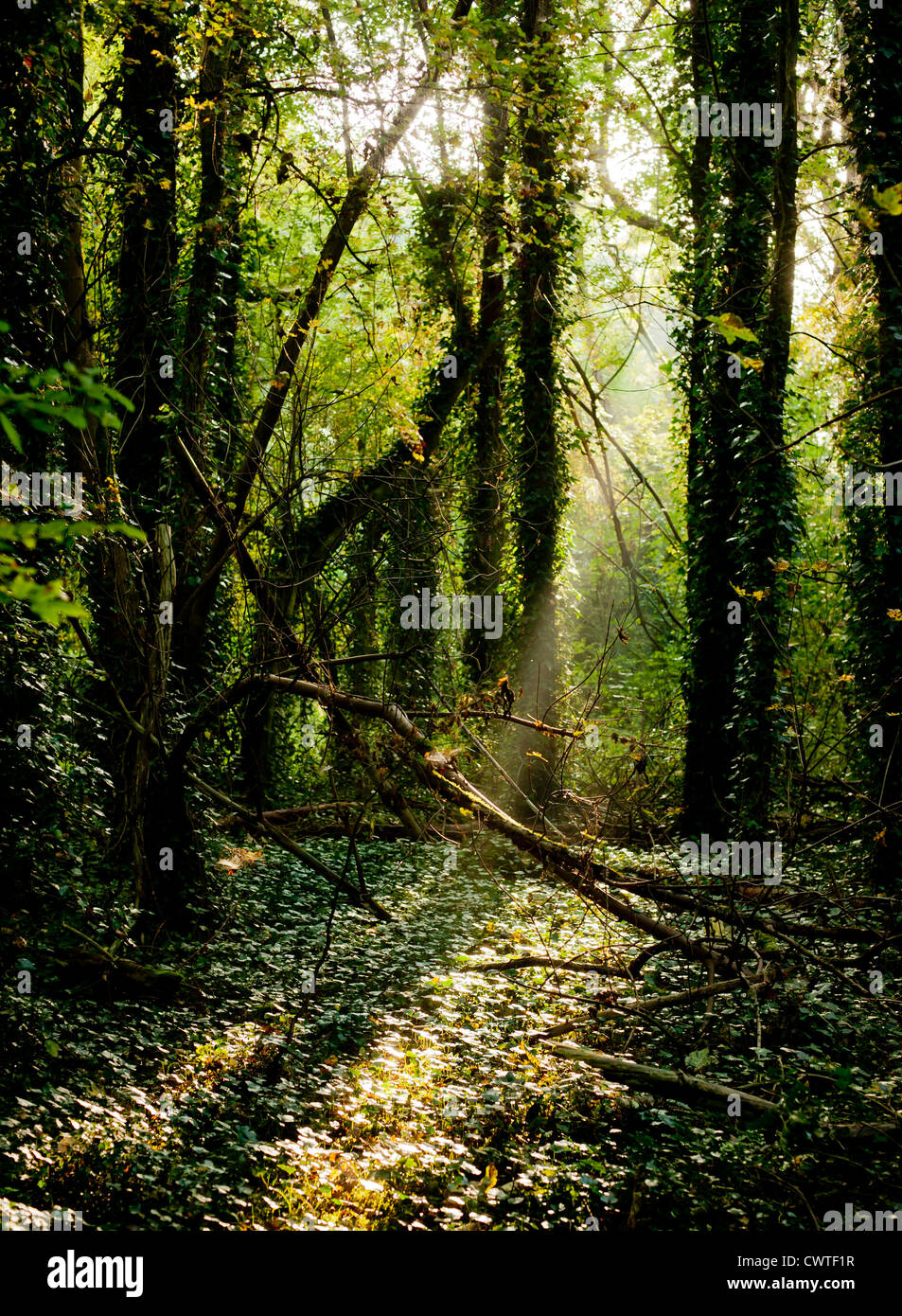 Ray of Sunlight in an Autumn forest Floor Stock Photo - Alamy