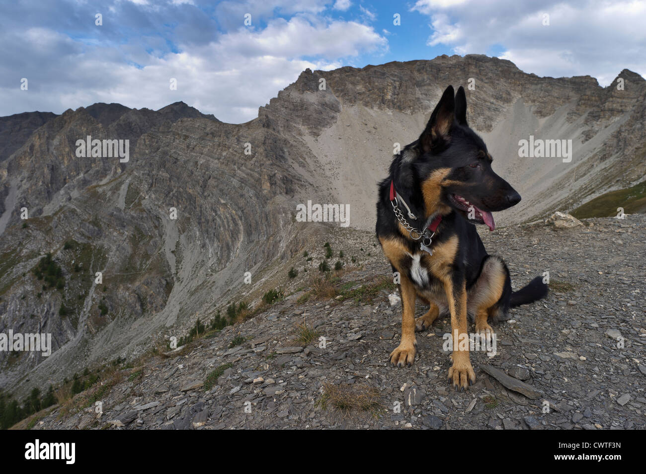 Dog at the top of a mountain hi-res stock photography and images - Alamy