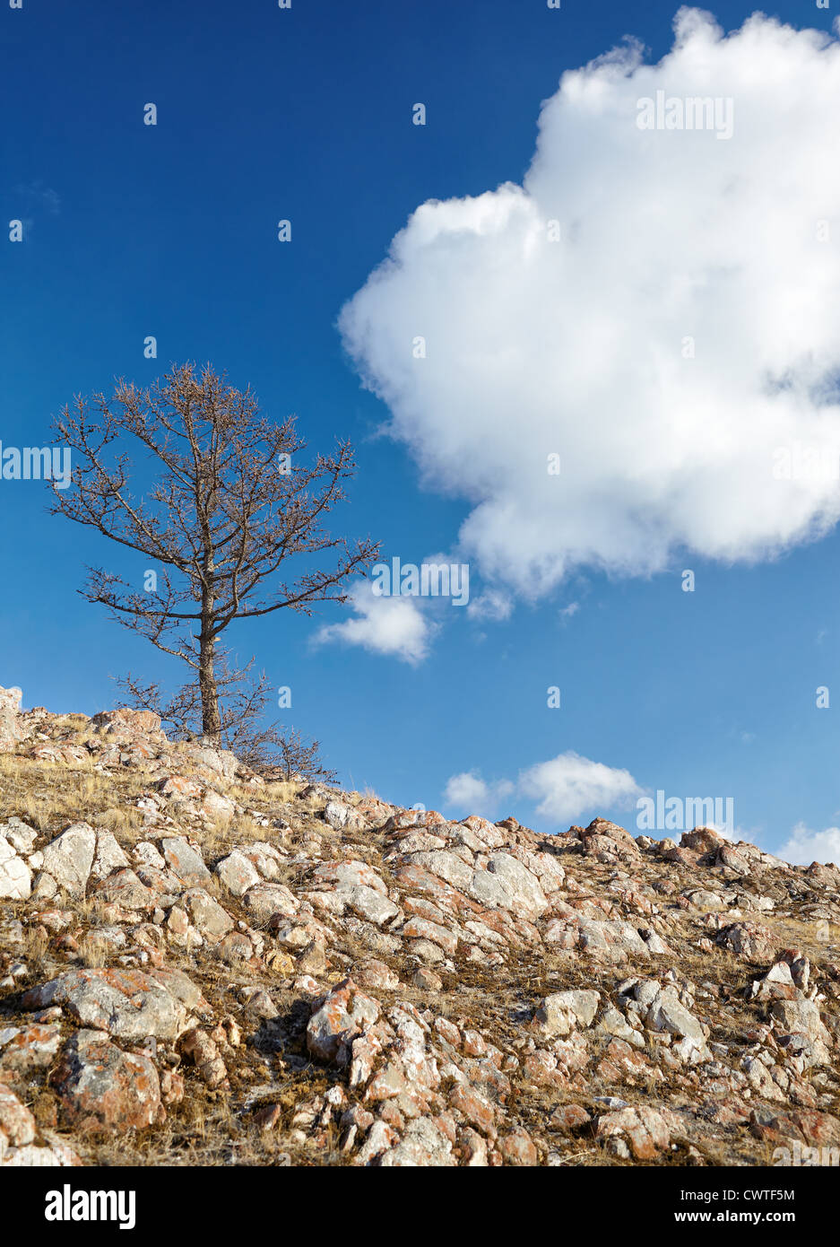 Lonely tree near lake Baikal in Siberia Stock Photo - Alamy