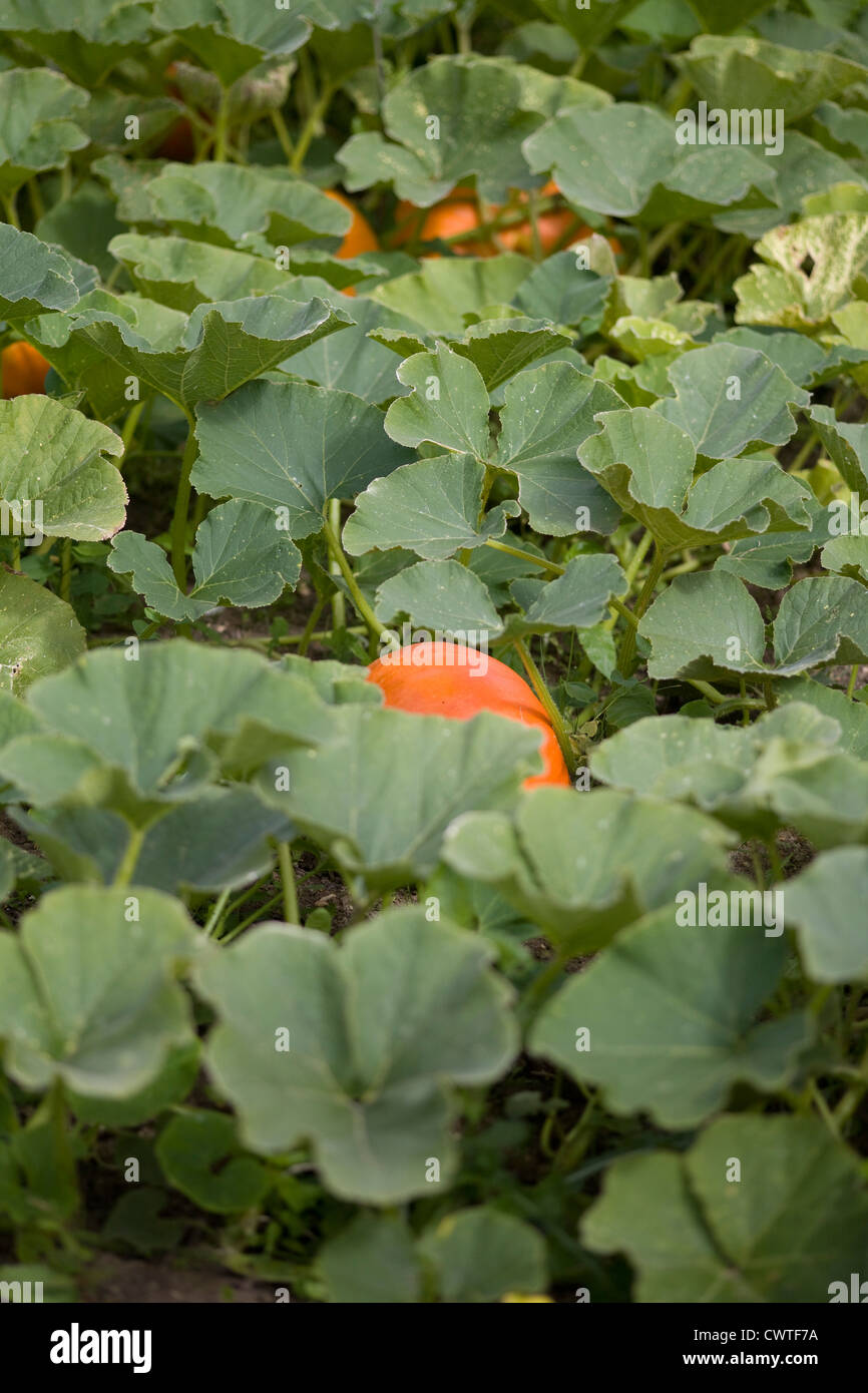 Pumpkin Patch Winter Squash Cucurbita pepo Cucurbita mixta Cucurbita ...