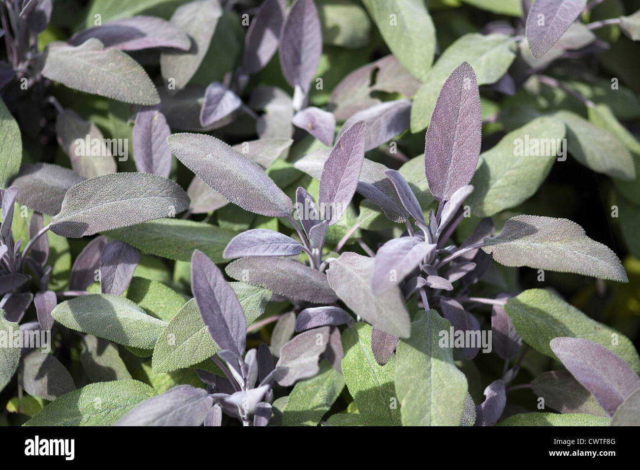 Sage Growing in the ground Salvia officinalis Stock Photo - Alamy