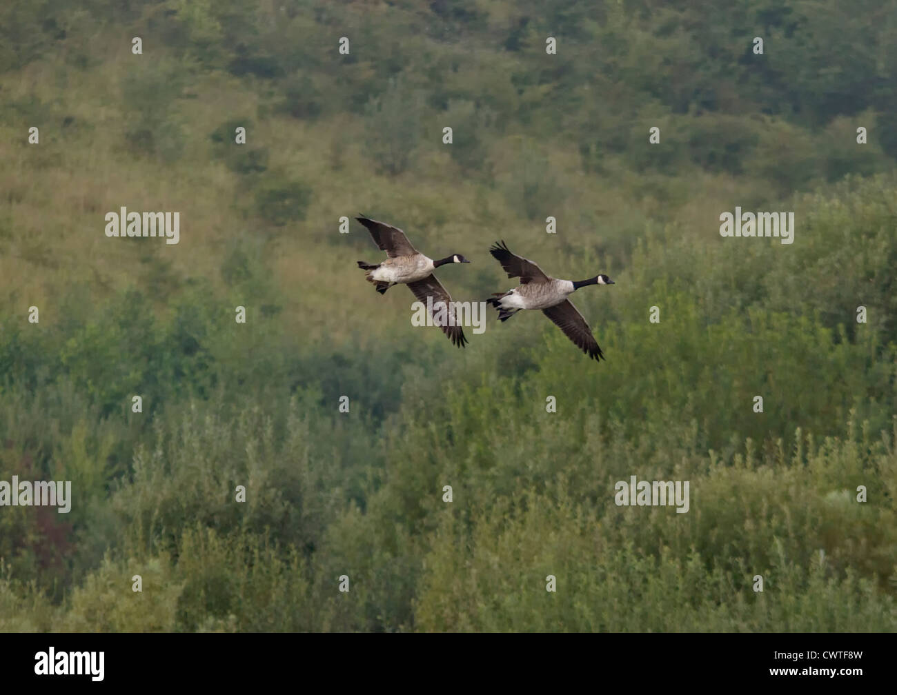 Two flying geese hi-res stock photography and images - Alamy