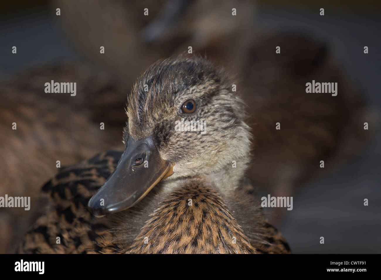 Female Mallard Duck Stock Photo - Alamy