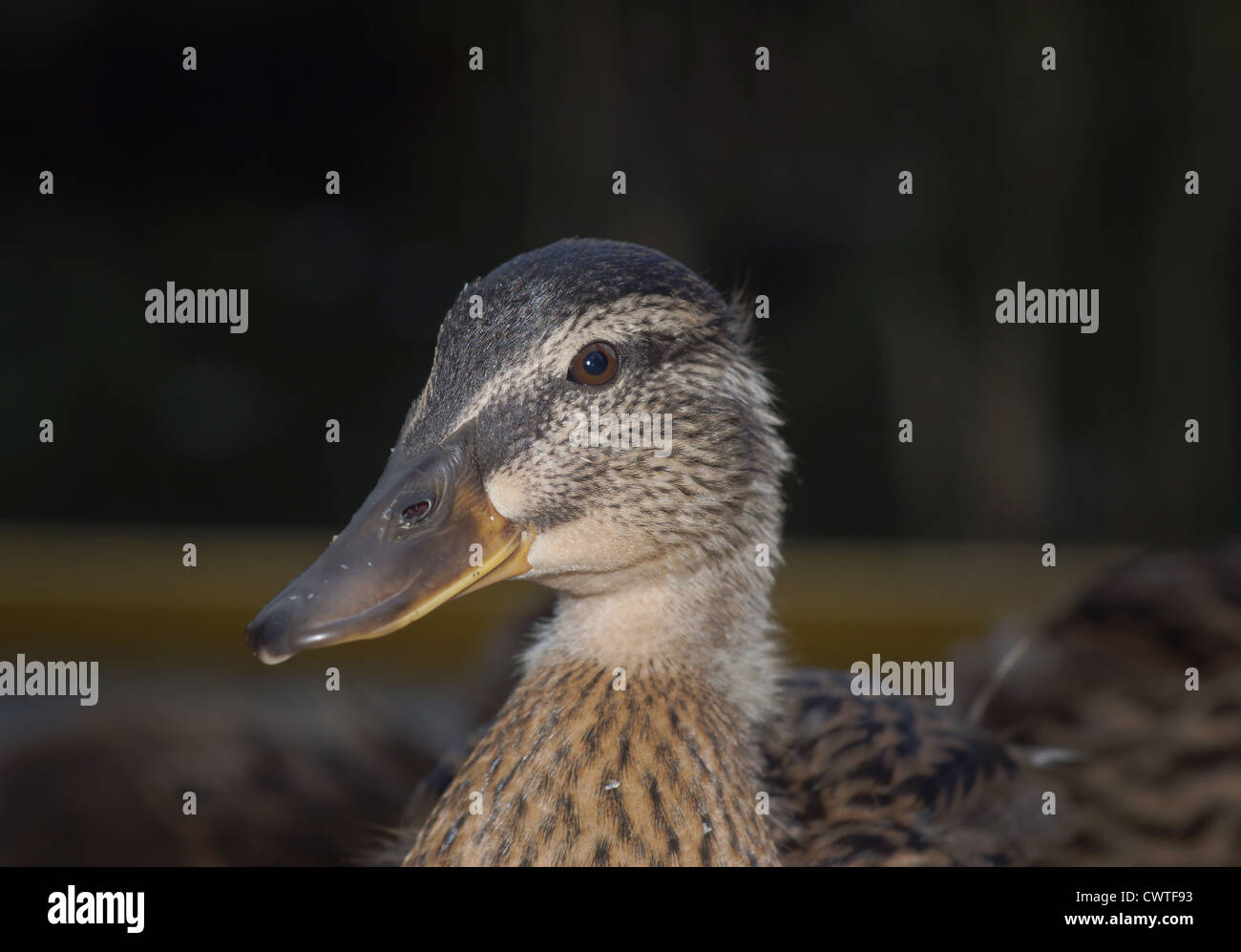 Female Mallard Duck Stock Photo - Alamy