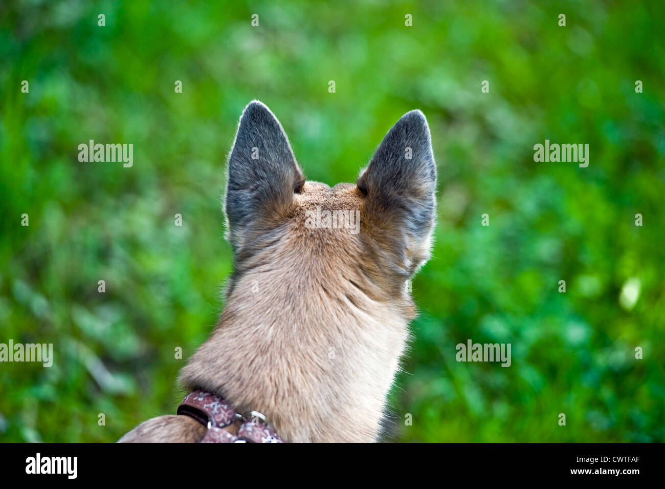 Ears of an alert dog Stock Photo - Alamy