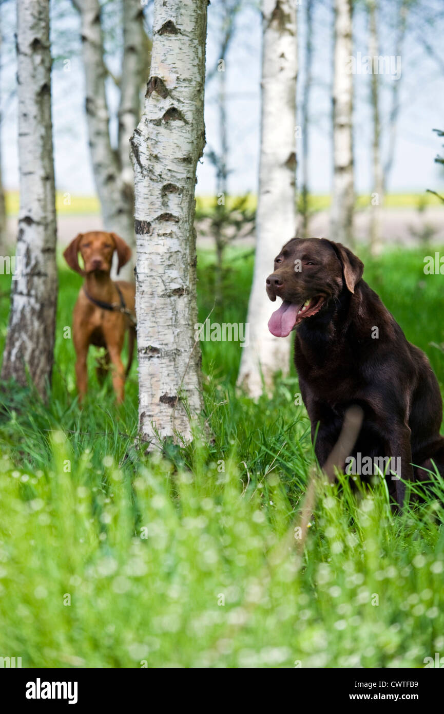 English meadow and trees hi-res stock photography and images - Alamy